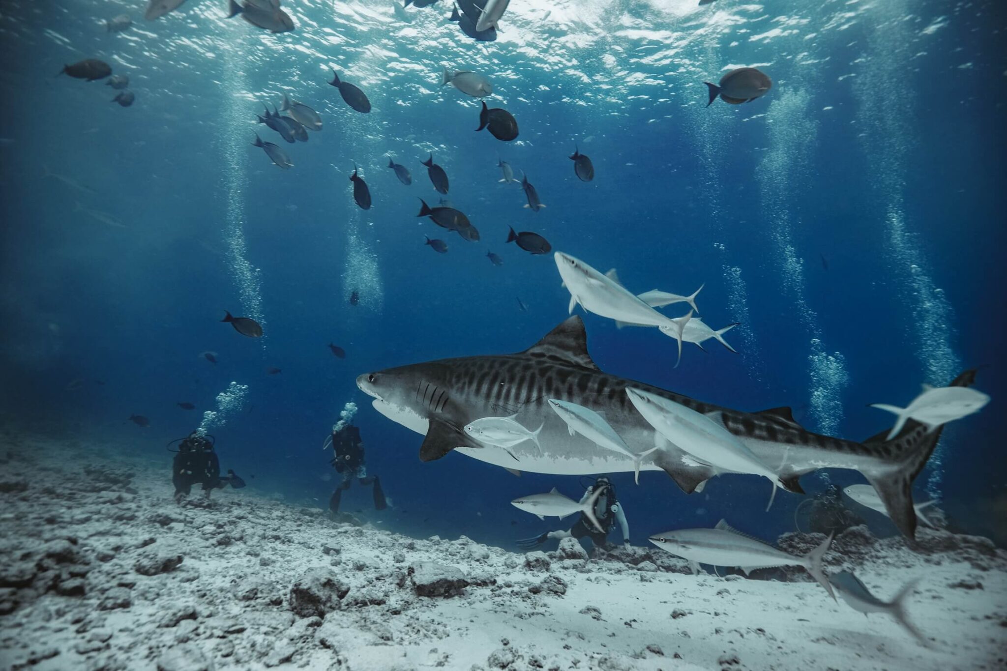 The Ultimate Travel Guide to Fuvahmulah: The Shark Island