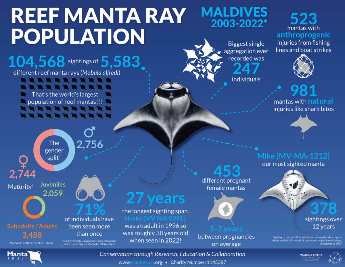 10 Best Places to See Manta Rays in Maldives: An Insider’s guide