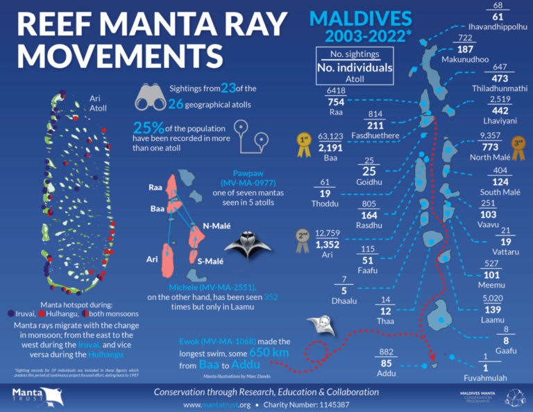10 Best Places to See Manta Rays in Maldives: An Insider’s guide